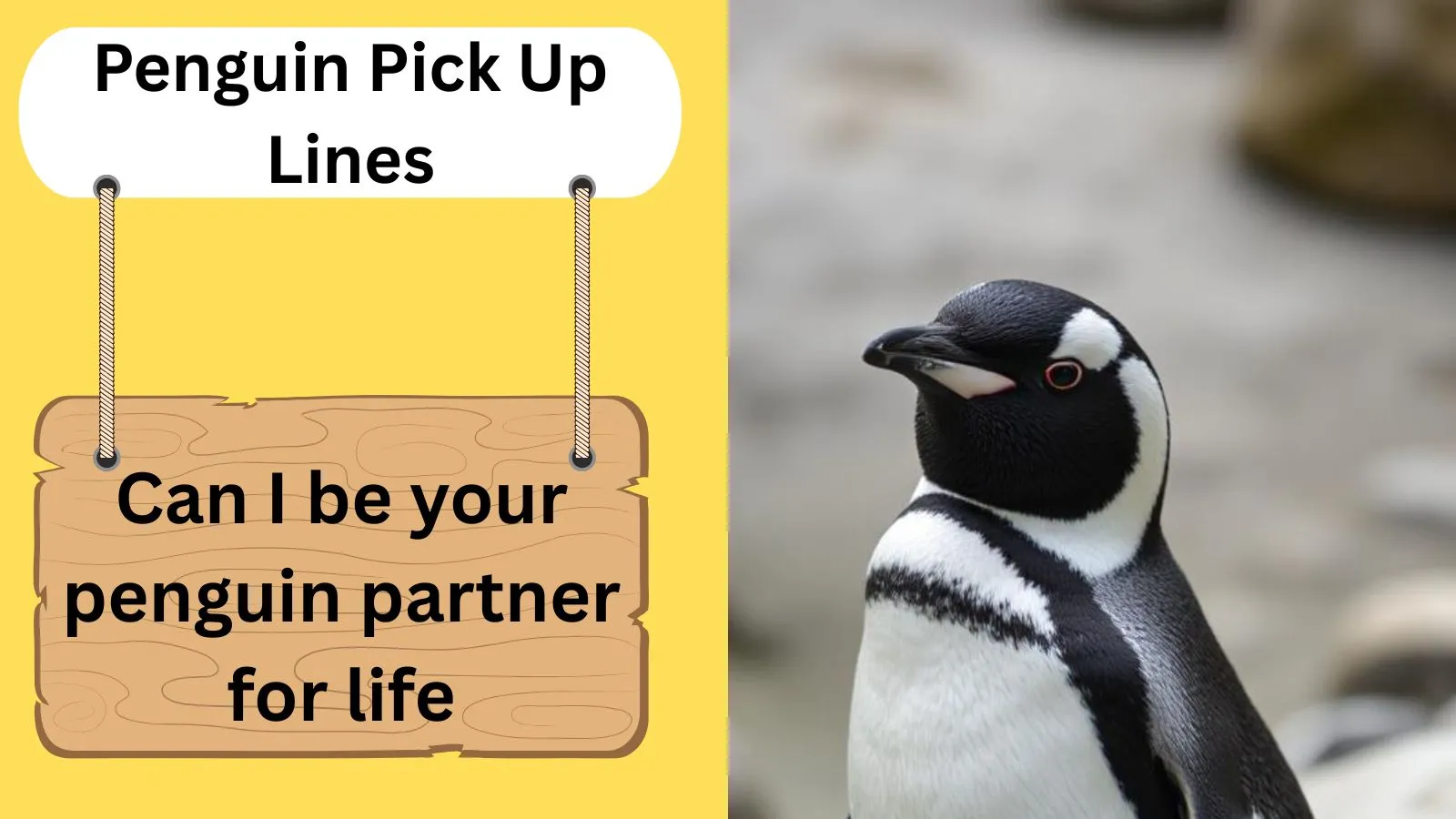 495+ Penguin Pick Up Lines Cute, Funny & Flirty For 2025